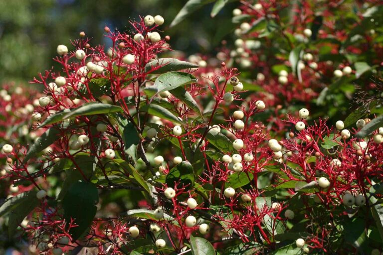 How to Grow Gray Dogwood (Cornus Racemosa) | Gardener's Path