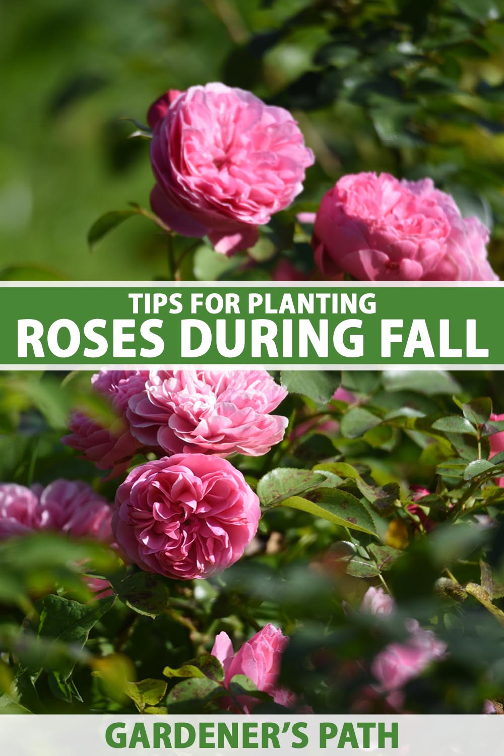 When and How to Plant Roses in the Fall | Gardener’s Path