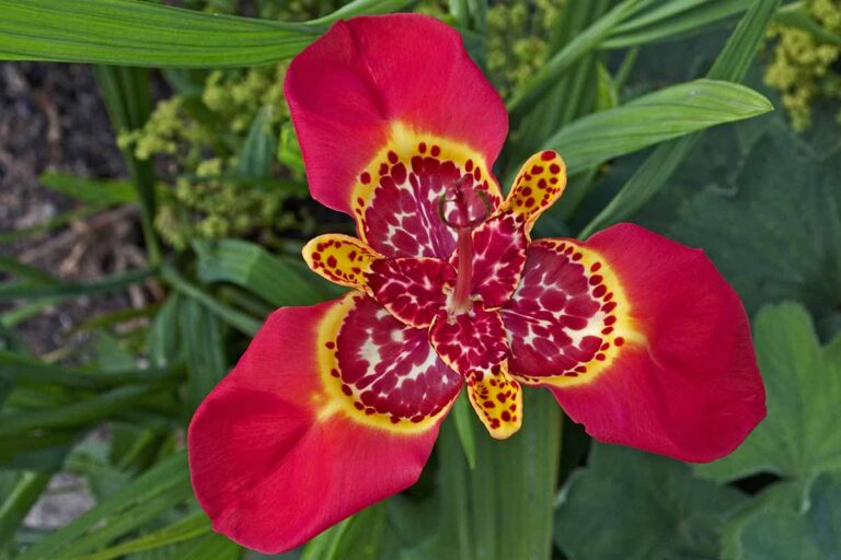 Winterizing Tiger Flowers: How to Lift and Store Tigridia Corms