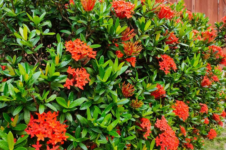 How to Grow Tropical Flowering Ixora Shrubs | Gardener’s Path