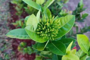 How to Grow Tropical Flowering Ixora Shrubs | Gardener’s Path