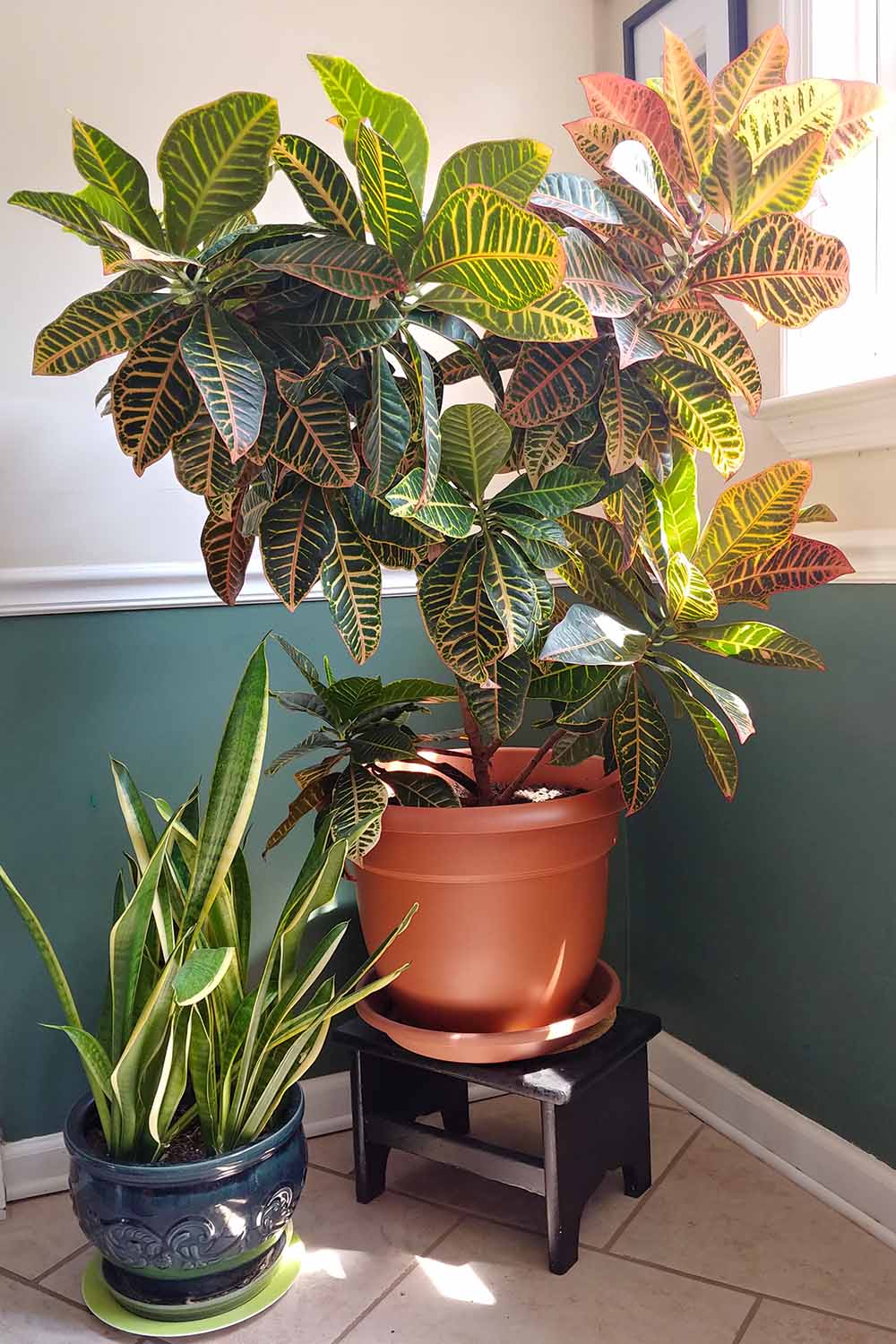 How to Grow and Care for Showy Garden Croton | Gardener’s Path