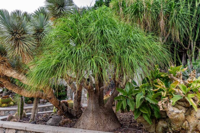How to Grow and Care for Ponytail Palms | Gardener’s Path