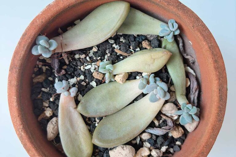 How to Grow Ghost Plants (Mother of Pearl) | Gardener’s Path