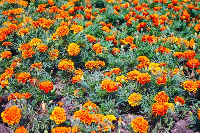 13 of the Best Scary-Looking Plants for Halloween and Beyond