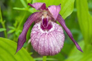 Discover the Native Orchids of North America | Gardener’s Path