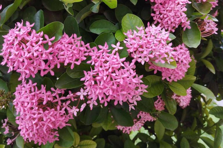 How to Grow Tropical Flowering Ixora Shrubs | Gardener’s Path