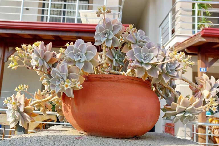 How to Grow Ghost Plants (Mother of Pearl) | Gardener’s Path