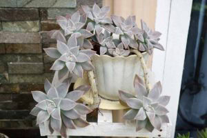 How to Grow Ghost Plants (Mother of Pearl) | Gardener’s Path