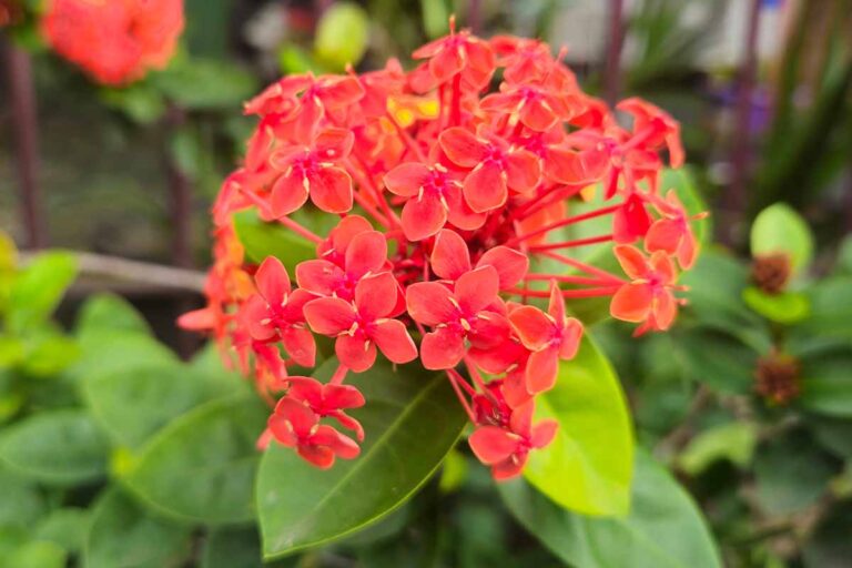 How to Grow Tropical Flowering Ixora Shrubs | Gardener’s Path