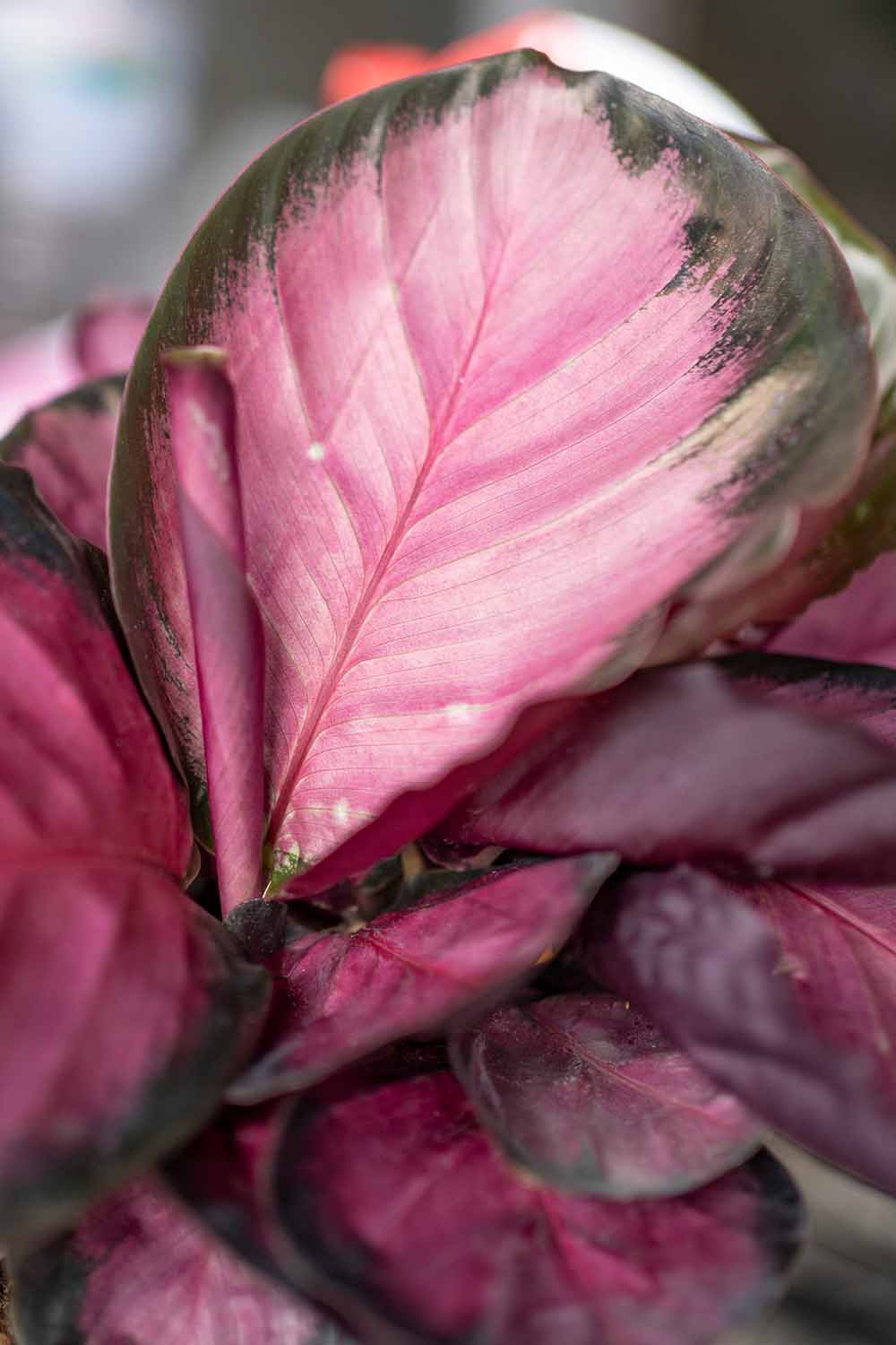 21 Stunning Varieties of Prayer Plants to Grow at Home