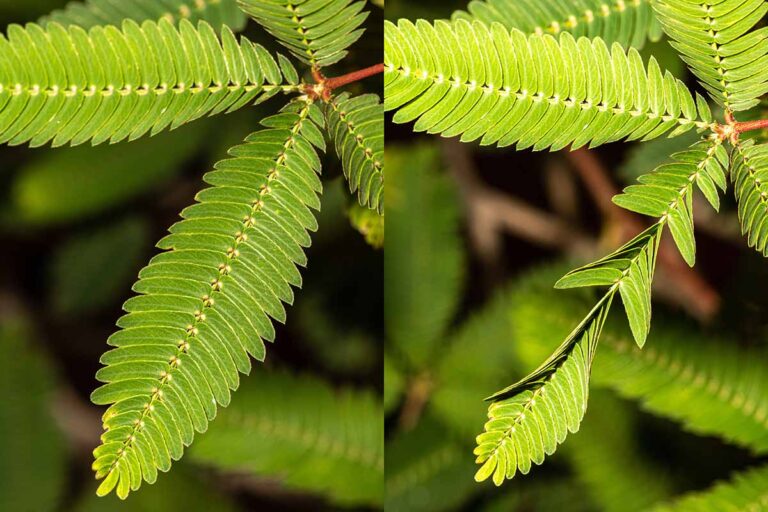 13 of the Best Scary-Looking Plants for Halloween and Beyond