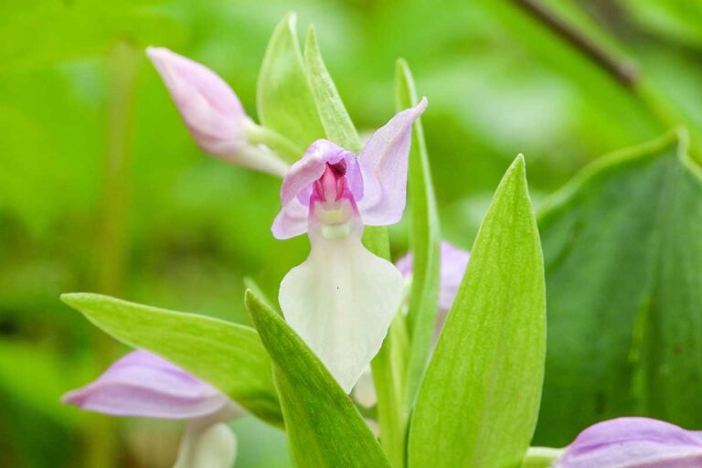 Discover the Native Orchids of North America | Gardener’s Path