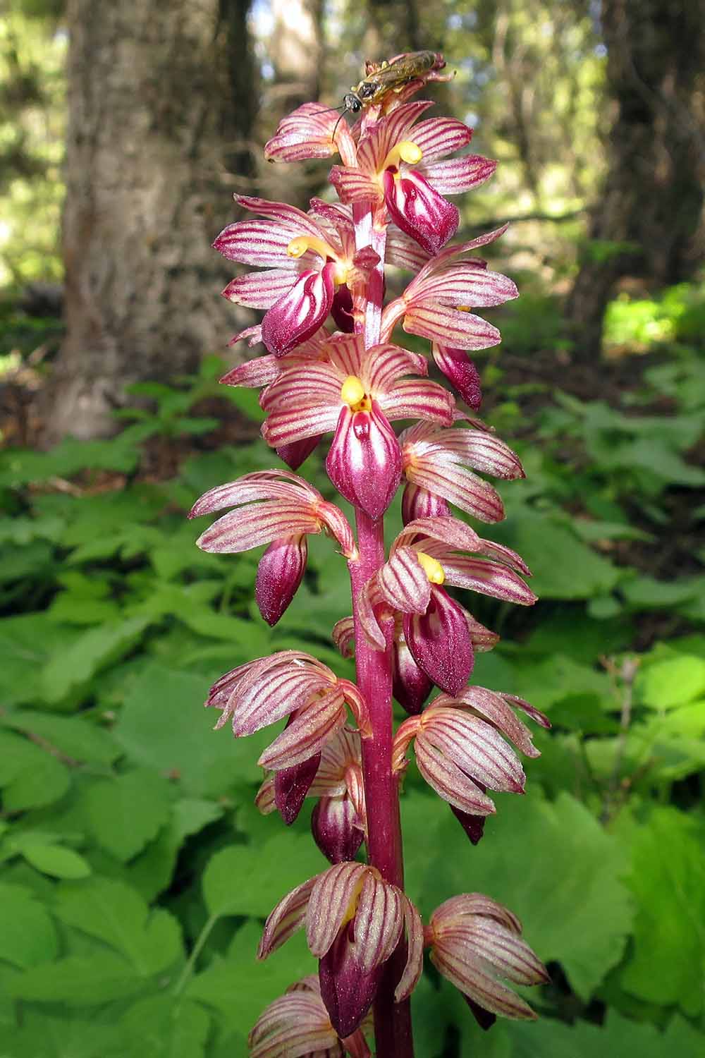 Discover the Native Orchids of North America | Gardener’s Path