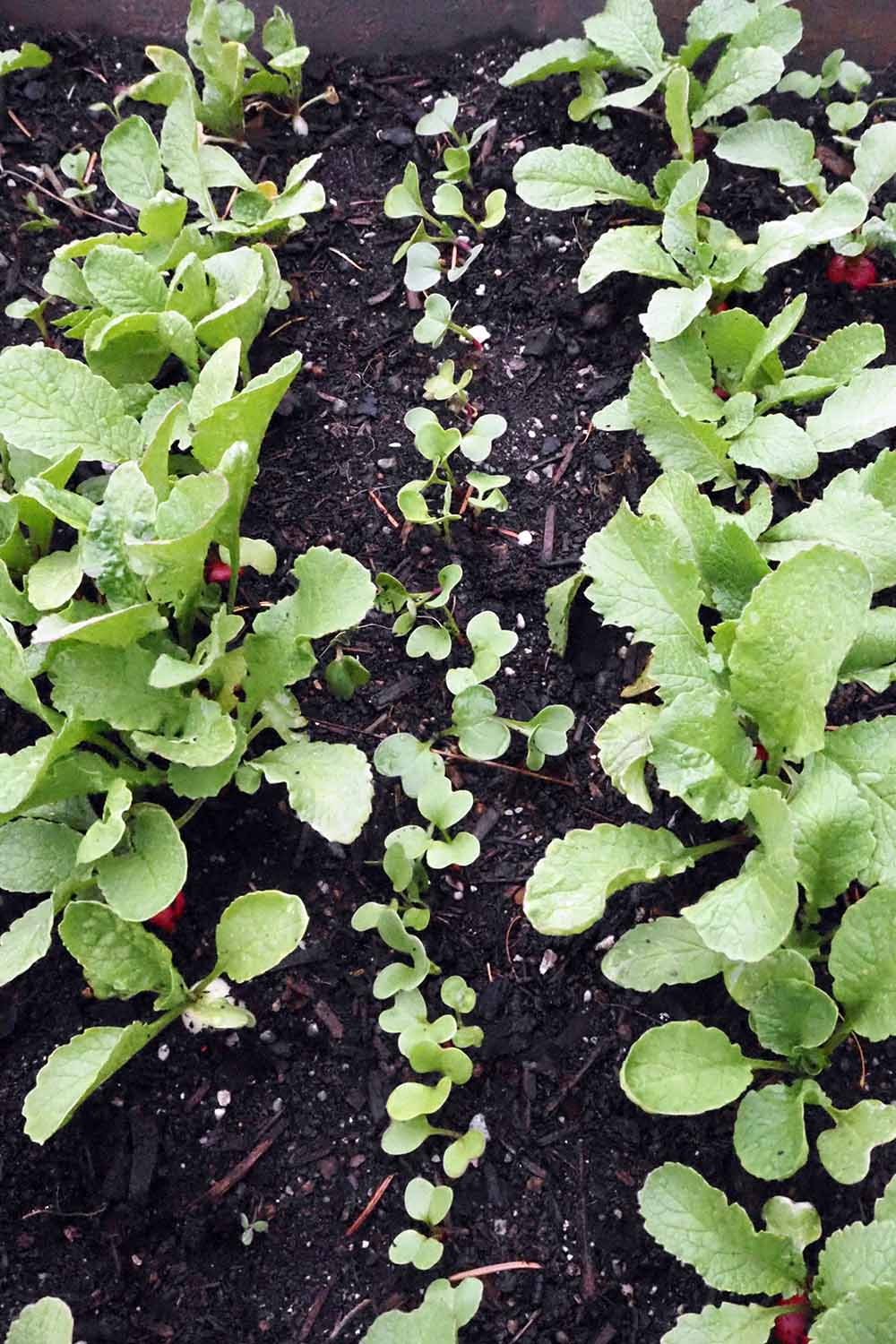 How to Plant and Grow Radishes in Containers | Gardener’s Path