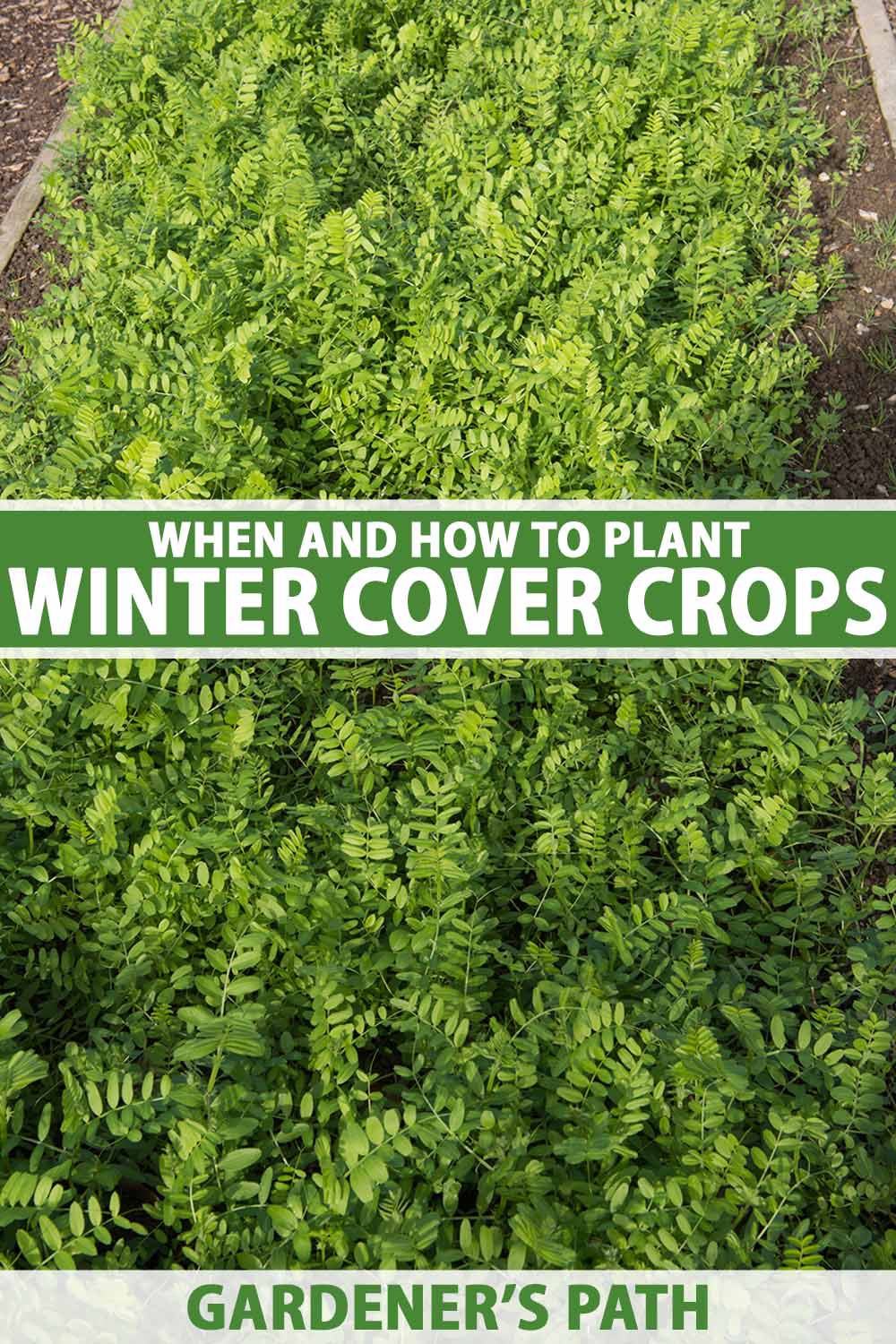 When and How to Plant Winter Cover Crops | Gardener’s Path