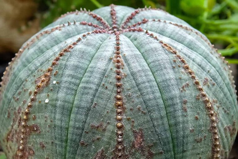 How to Grow Baseball Plant (Euphorbia obesa) | Gardener’s Path