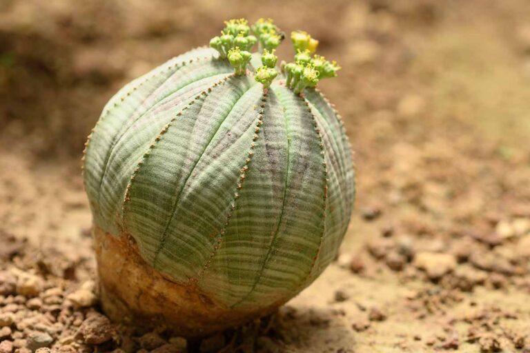 How to Grow Baseball Plant (Euphorbia obesa) | Gardener’s Path