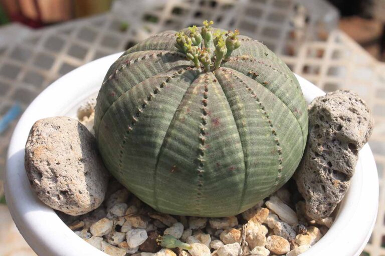 How to Grow Baseball Plant (Euphorbia obesa) | Gardener’s Path