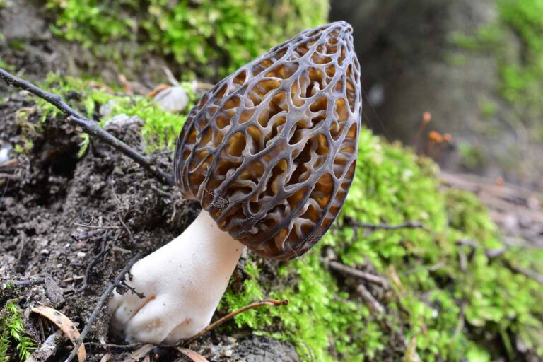 Learn How to Grow Your Own Morel Mushrooms | Gardener's Path