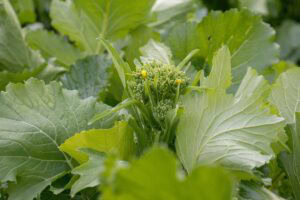 How to Plant and Grow Broccoli Rabe (Rapini) | Gardener’s Path