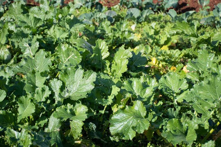 How to Plant and Grow Broccoli Rabe (Rapini) | Gardener’s Path