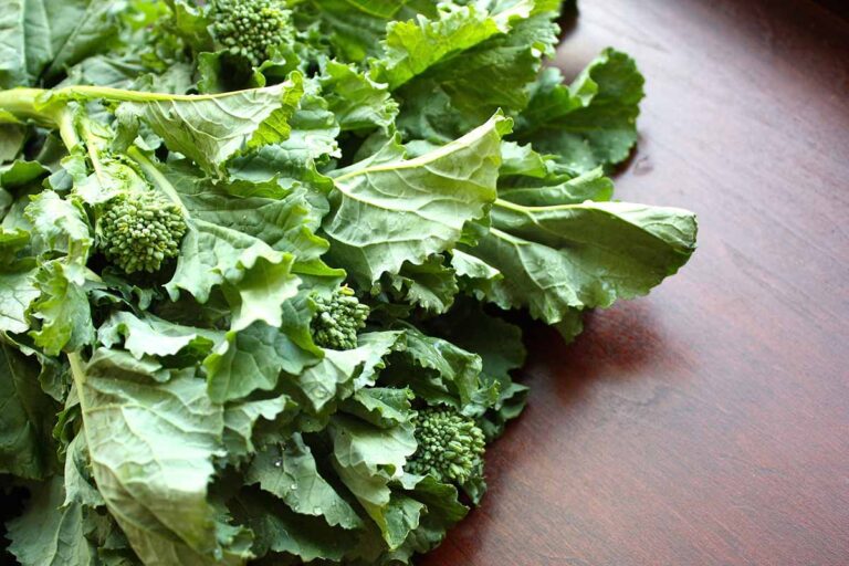 How to Plant and Grow Broccoli Rabe (Rapini) | Gardener’s Path