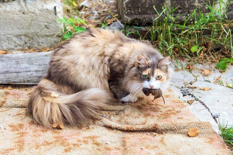How to Keep Rodents Out of Your Greenhouse | Gardener’s Path