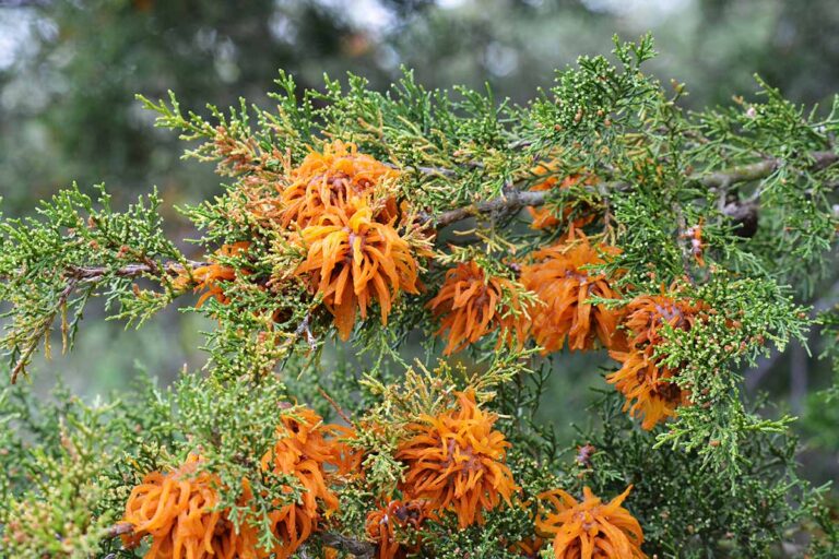 How to Plant and Grow Juniper | Gardener’s Path