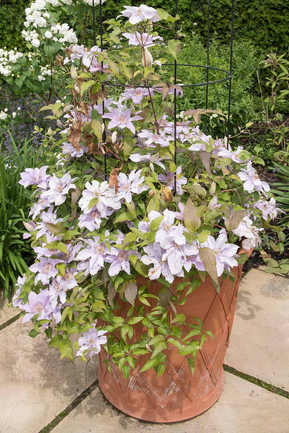 Clematis Winter Care: Protect Your Vines from Freezing and Frost