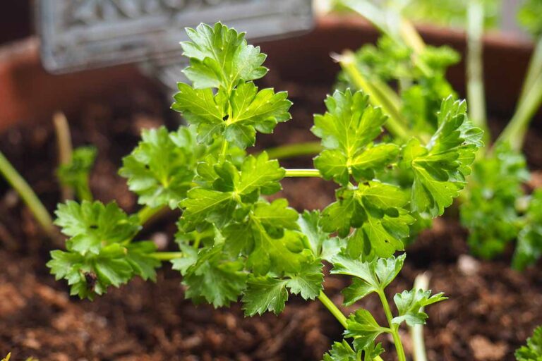 How to Grow Parsley in Winter | Gardener’s Path