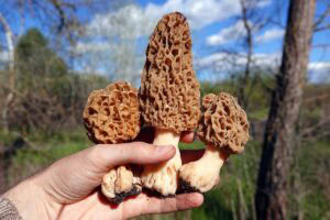 Learn How to Grow Your Own Morel Mushrooms | Gardener's Path