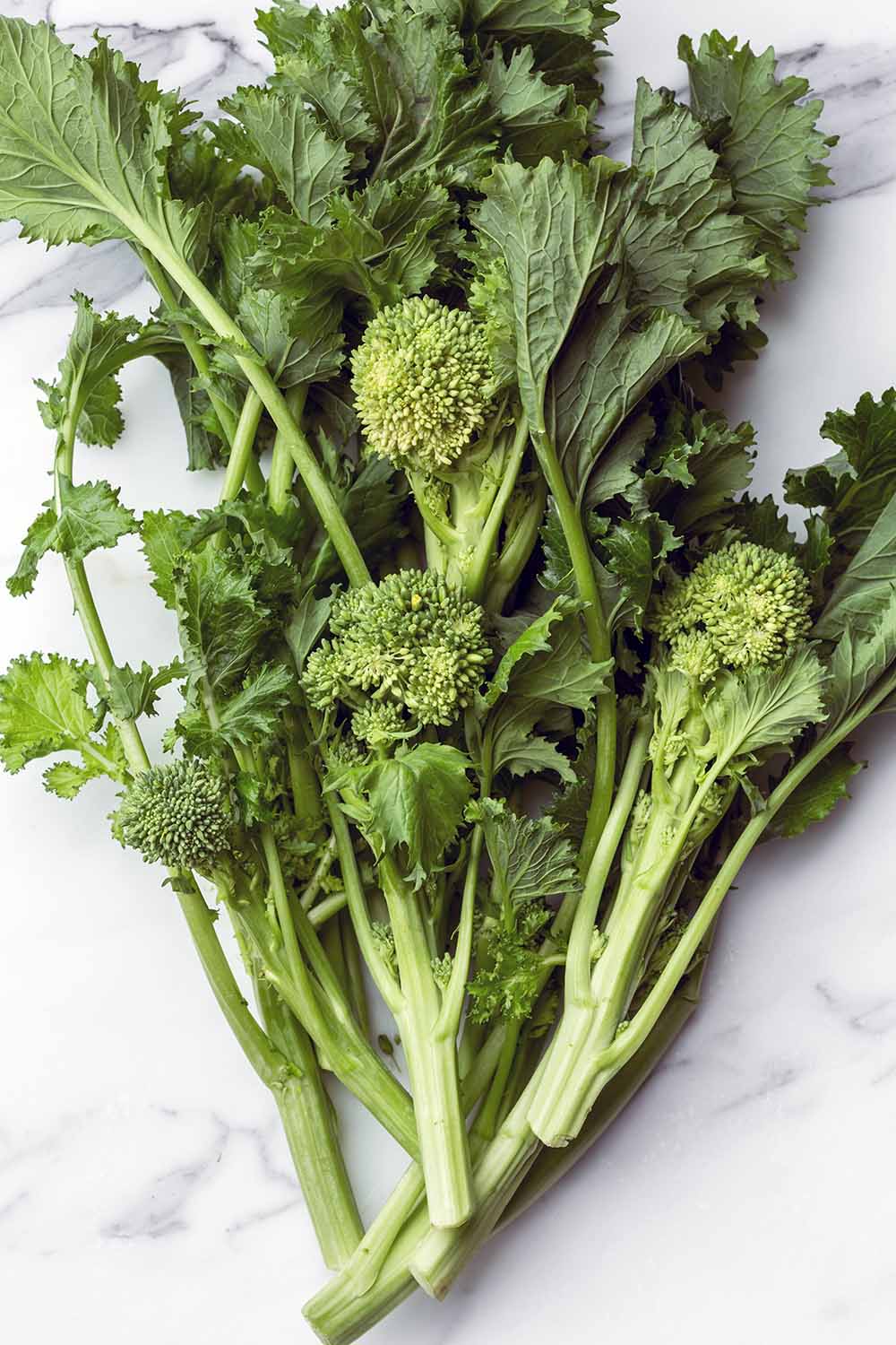 How to Plant and Grow Broccoli Rabe (Rapini) | Gardener’s Path