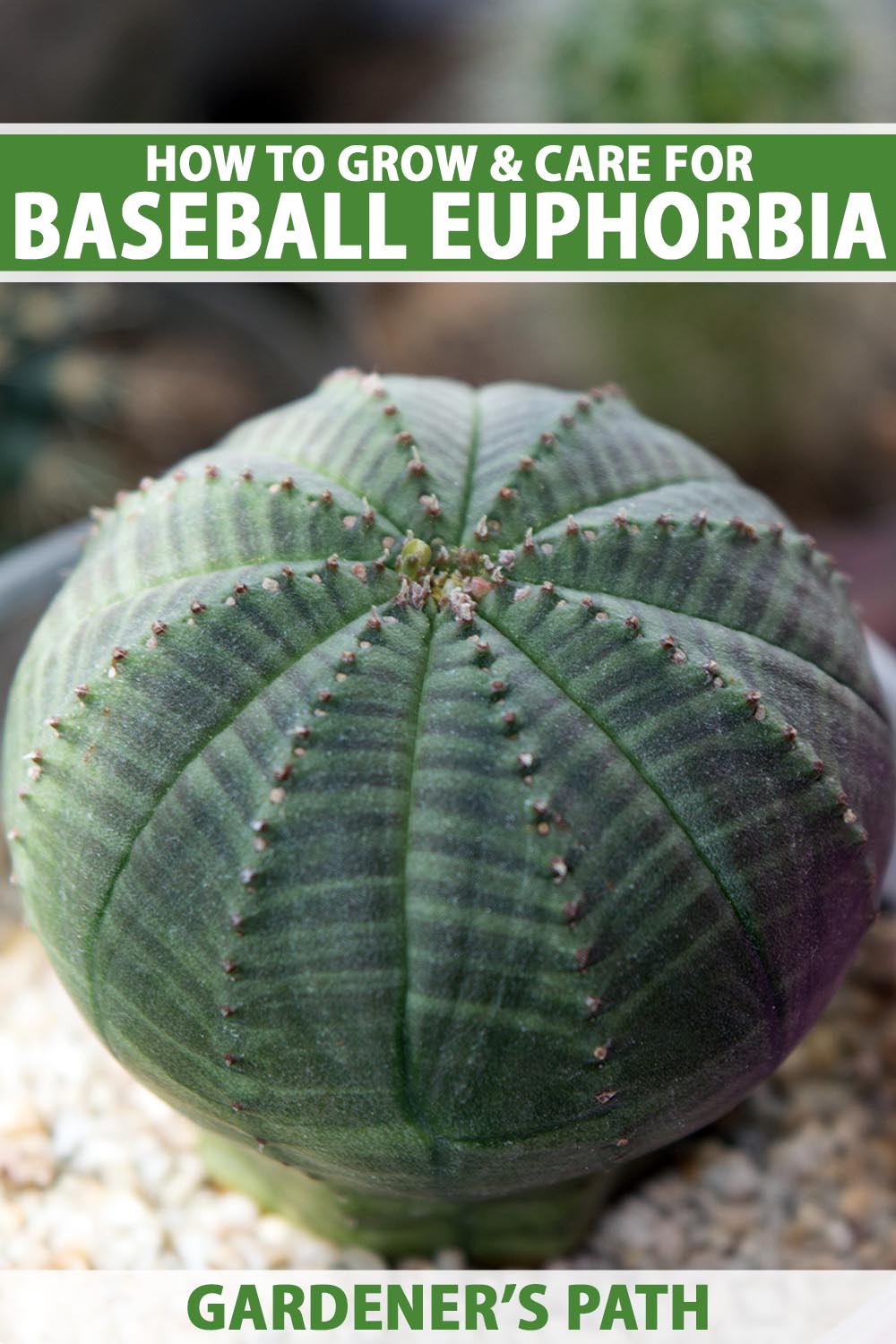 How to Grow Baseball Plant (Euphorbia obesa) | Gardener’s Path