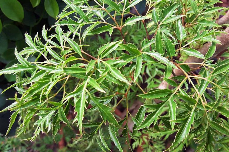 How to Grow Ming Aralia (Polyscias fruticosa) | Gardener’s Path