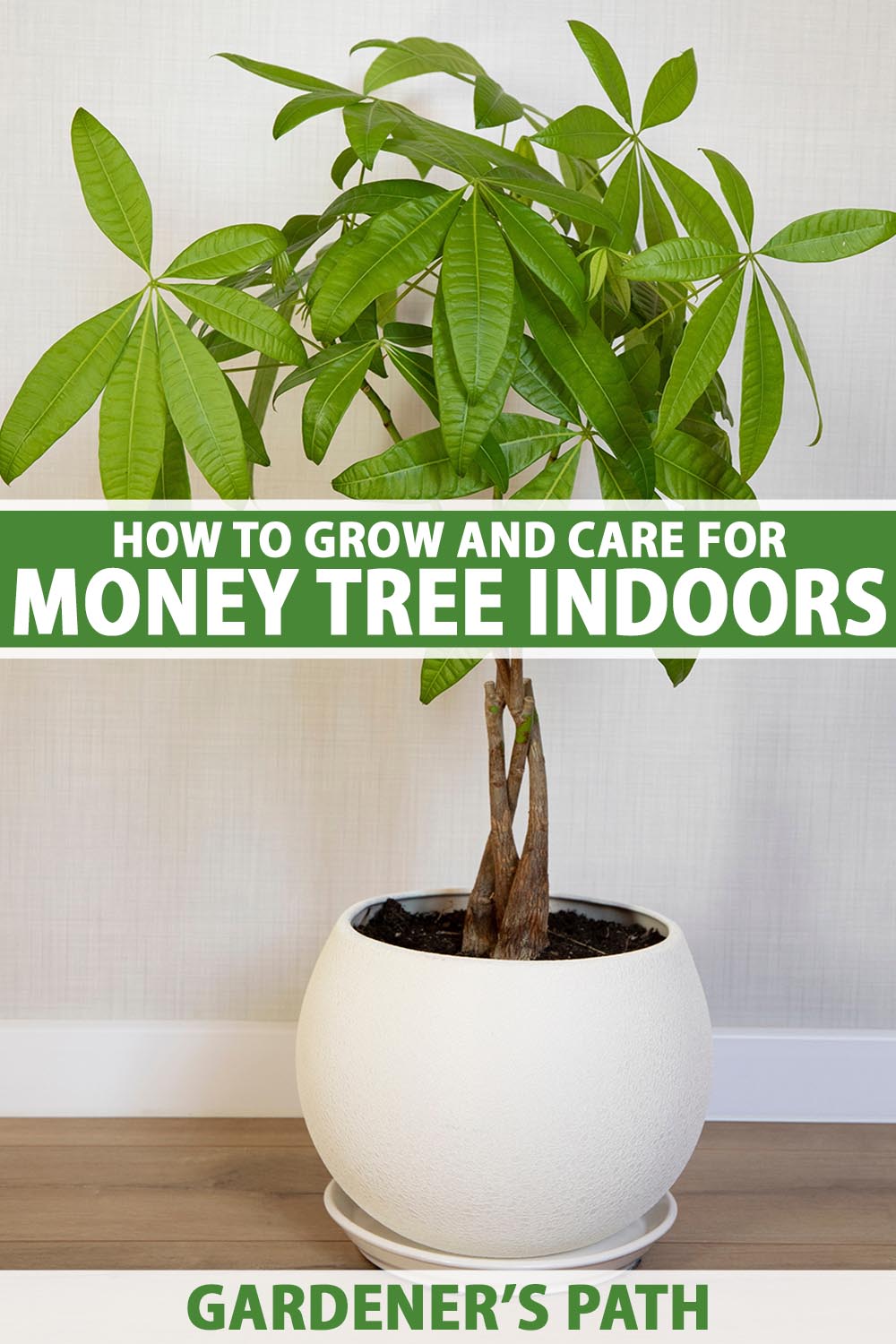 How to Grow Money Tree Plants (Pachira) | Gardener’s Path