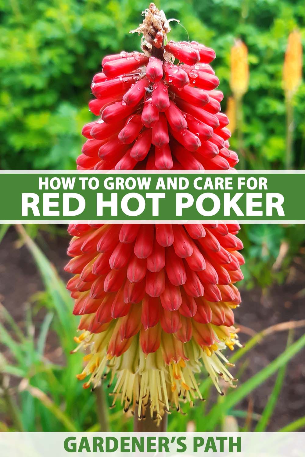 How to Grow and Care for Red Hot Poker (Torch Lily)