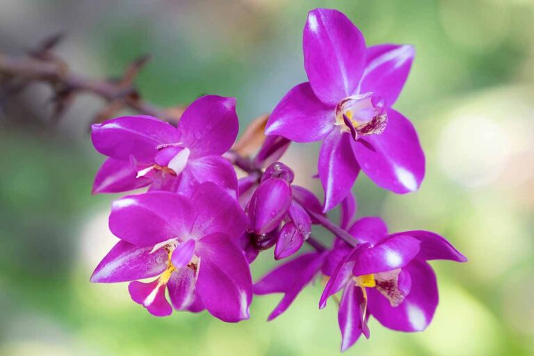 How to Grow Terrestrial Orchids | Gardener’s Path