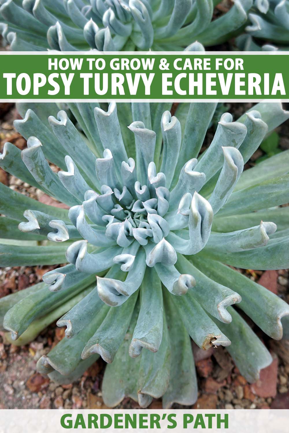 Learn How to Grow Topsy Turvy Echeveria | Gardener’s Path