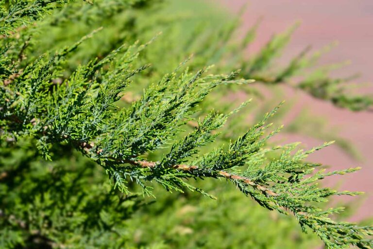 How to Plant and Grow Juniper | Gardener’s Path