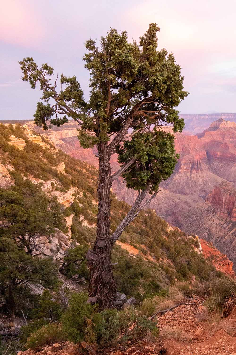 How to Plant and Grow Juniper | Gardener’s Path