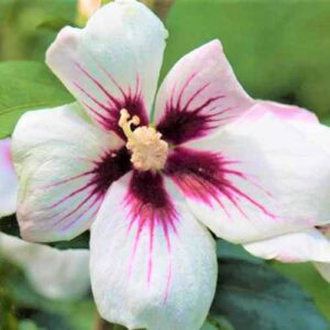 25 of the Best Rose of Sharon Varieties | Gardener's Path