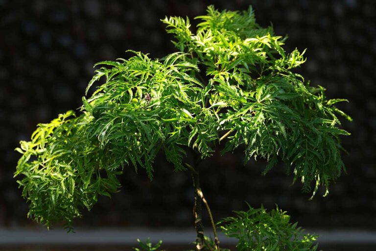 How to Grow Ming Aralia (Polyscias fruticosa) | Gardener’s Path