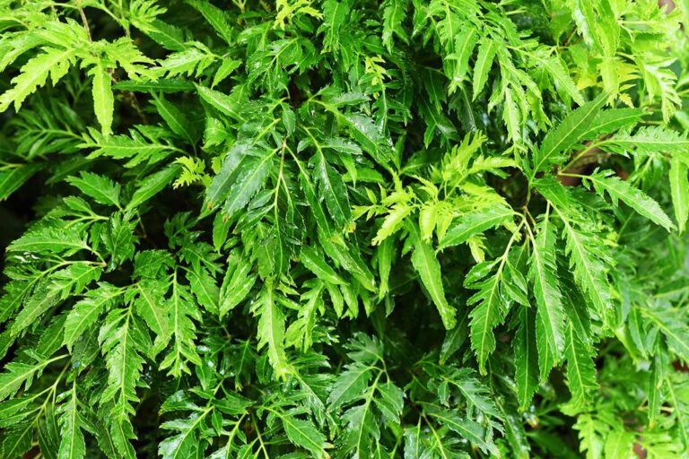 How to Grow Ming Aralia (Polyscias fruticosa) | Gardener’s Path