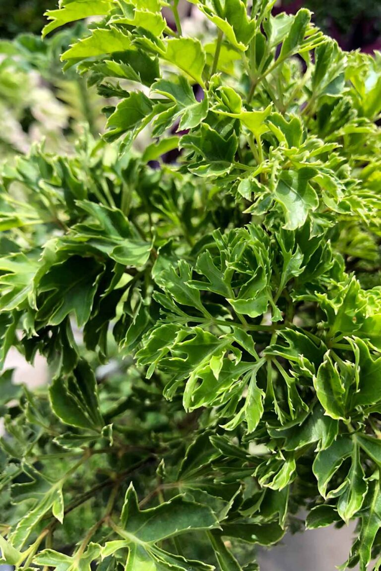 How to Grow Ming Aralia (Polyscias fruticosa) | Gardener’s Path
