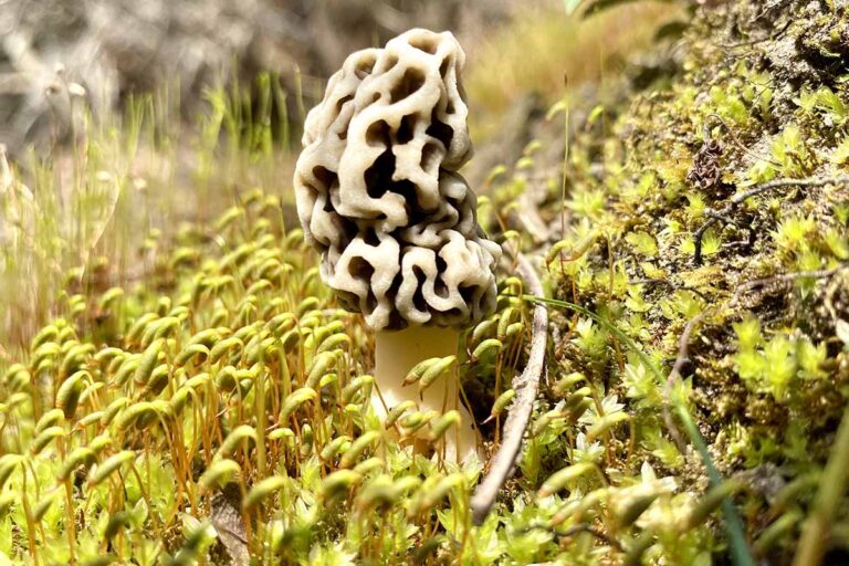 Learn How to Grow Your Own Morel Mushrooms | Gardener's Path
