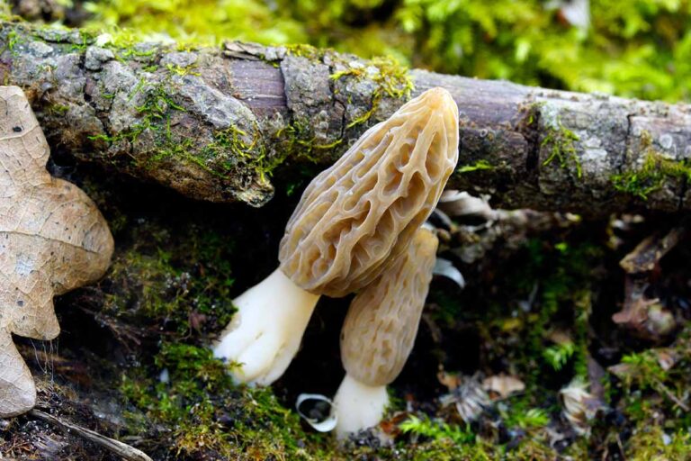 Learn How to Grow Your Own Morel Mushrooms | Gardener's Path