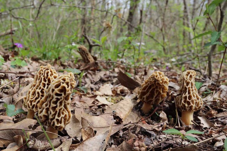 Learn How to Grow Your Own Morel Mushrooms | Gardener's Path