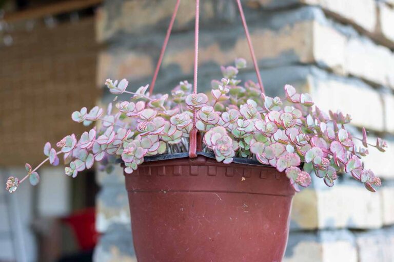 How to Grow October Daphne (Japanese Stonecrop)