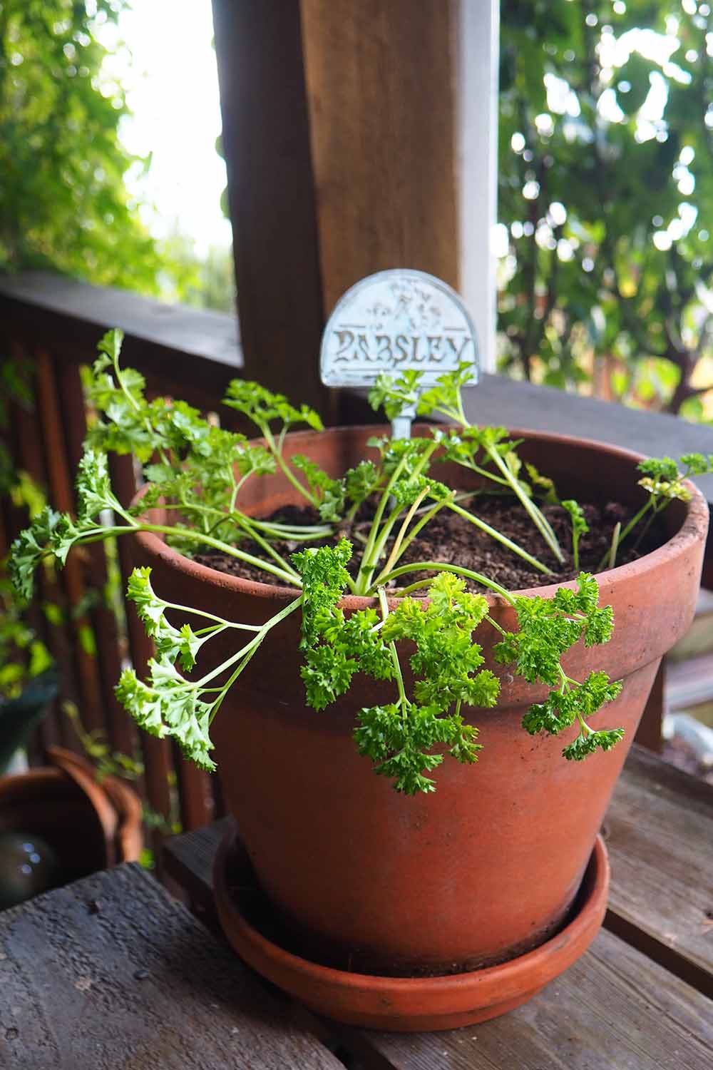 How to Grow Parsley in Winter | Gardener’s Path